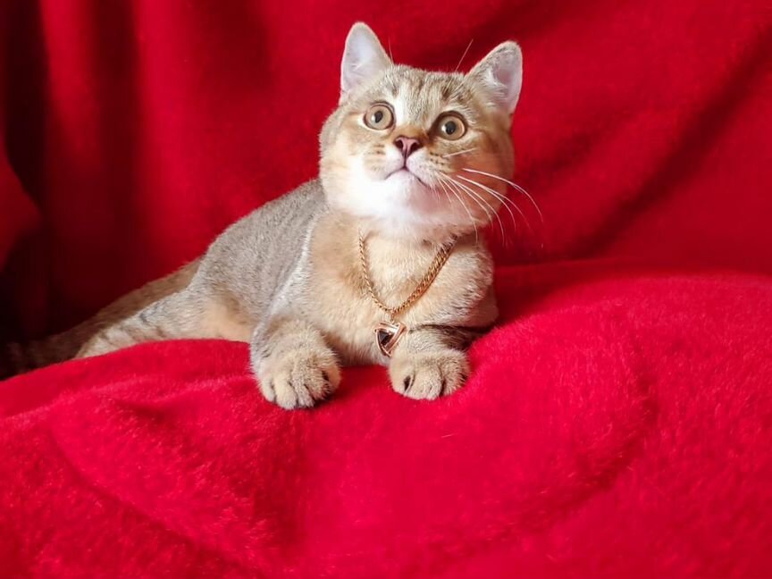 Шиншилла котик пу 25, 3,5,мес