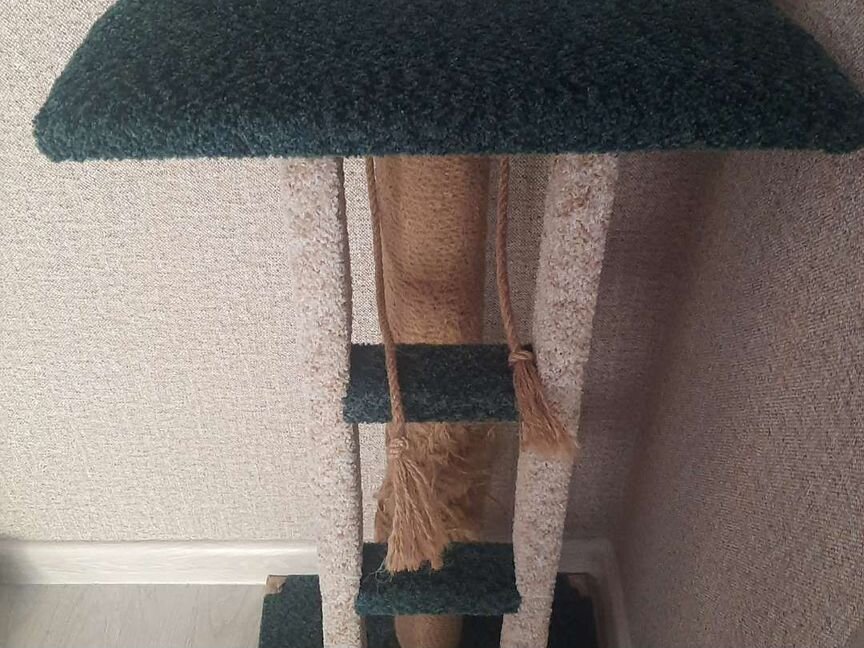 Когтеточка, лоток, ножницы, поводок