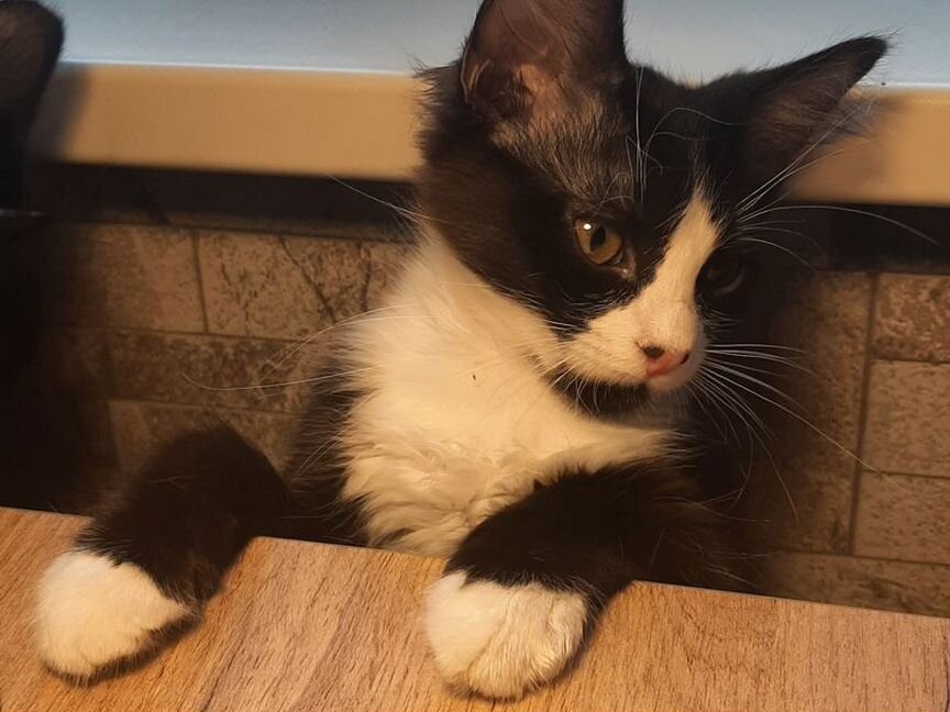 Красивый котенок-девочка ищет новый дом