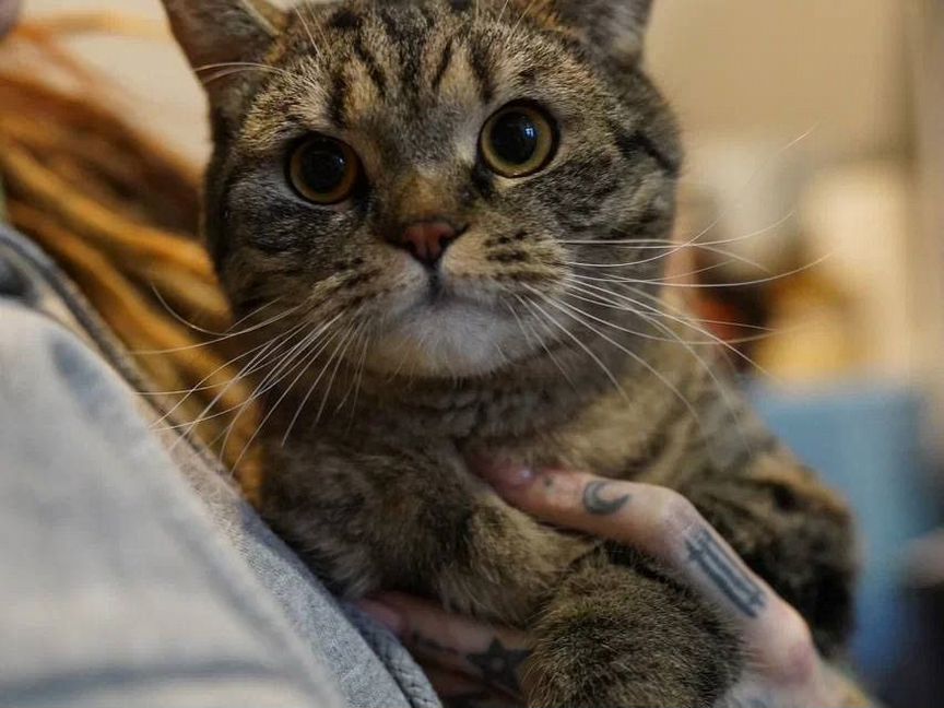 Строптивый шотландец в добрые руки