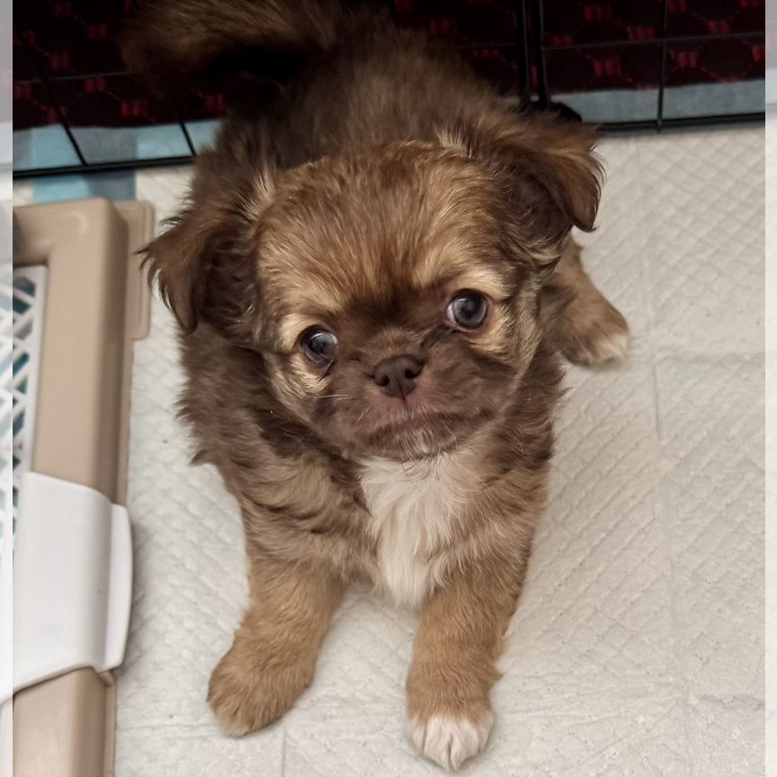 Чихуахуа, щенок