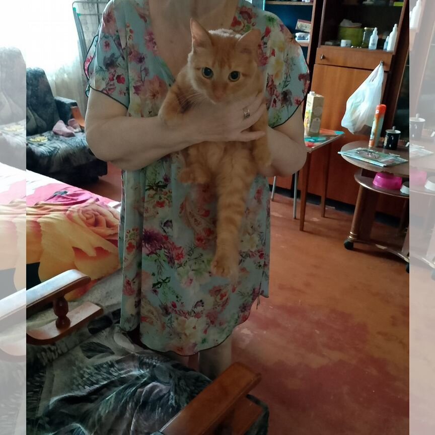 Взрослая, кошка в добрые руки