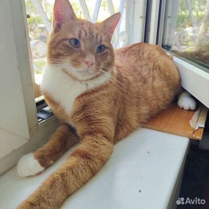 Большой ласковый рыжий котик
