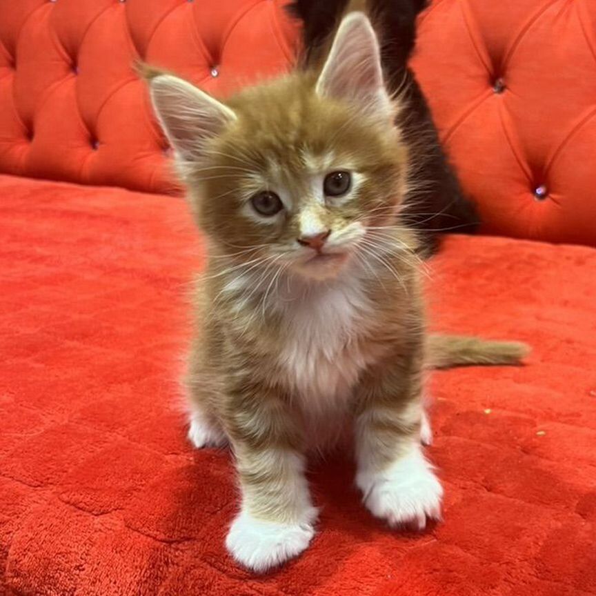 Мейн-кун котёнок