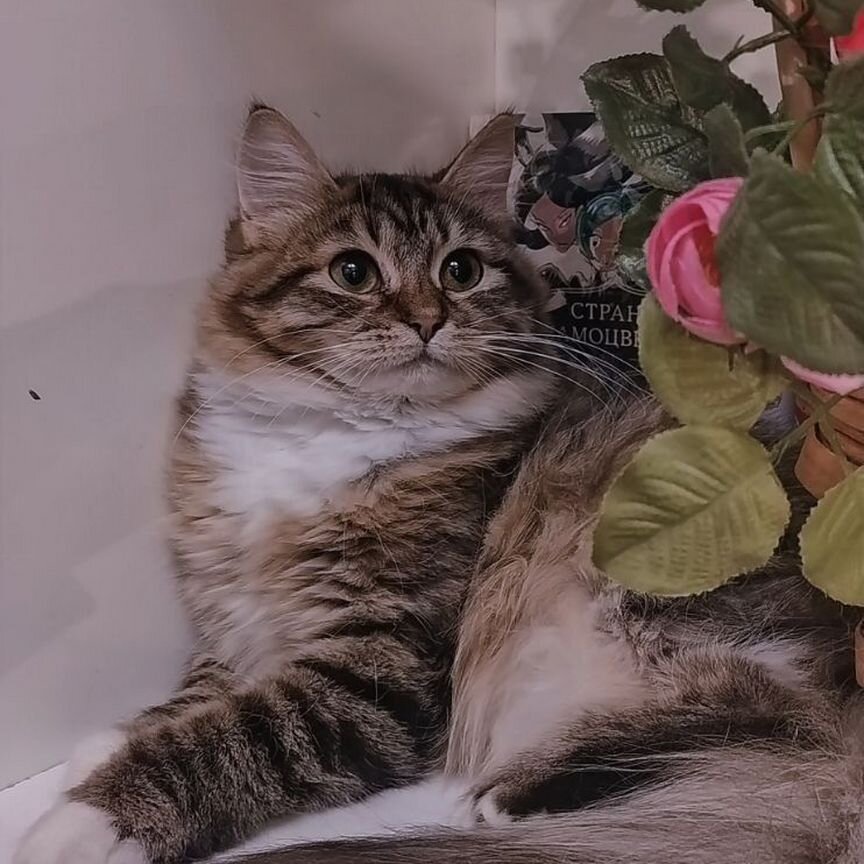 Сибирские котята