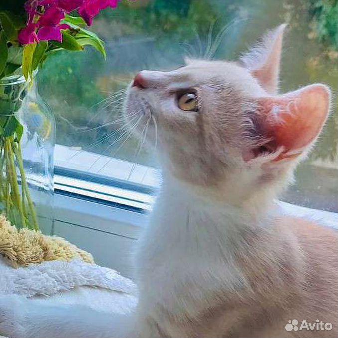 Котенок персикового окраса., 3 месяца