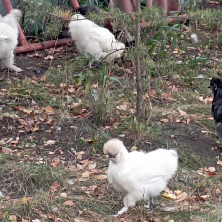 Пара китайских шёлковых