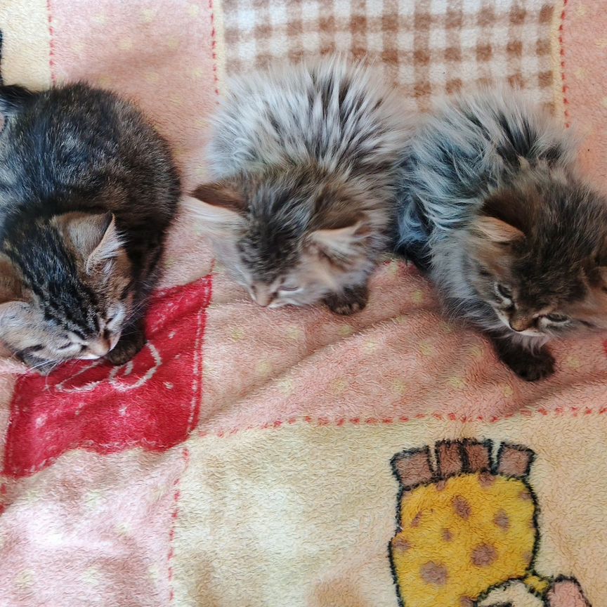 Котята мейн кун смешка с дворовым