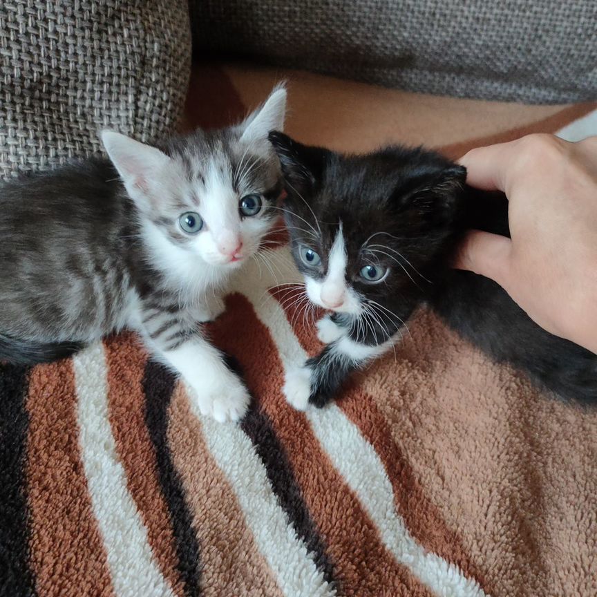 Котята-котики в добрые ручки, кушают все