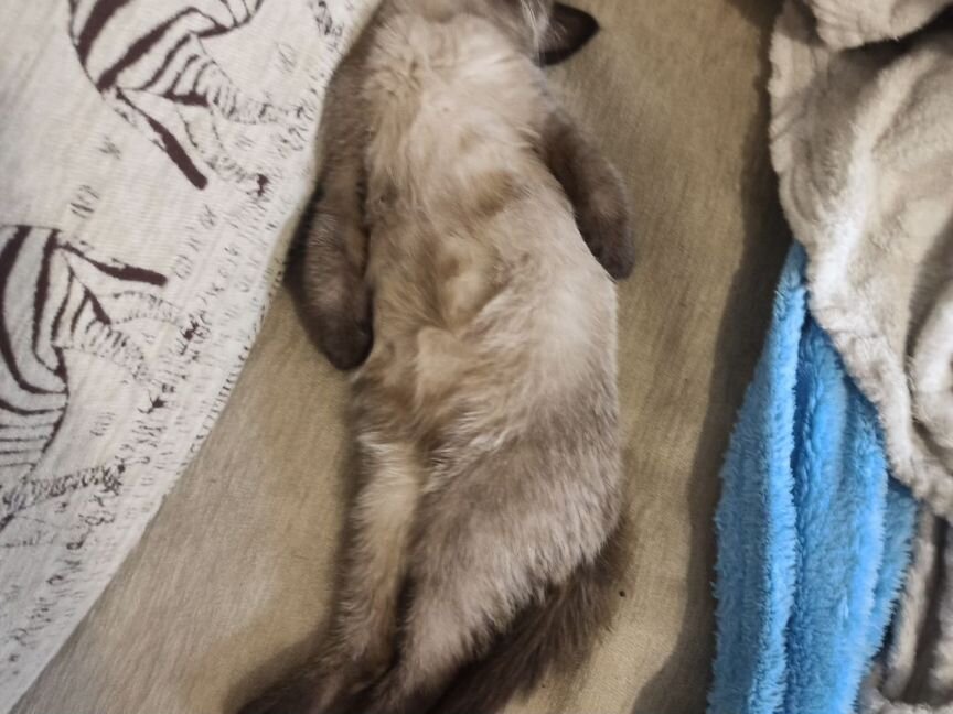 Тайская кошка