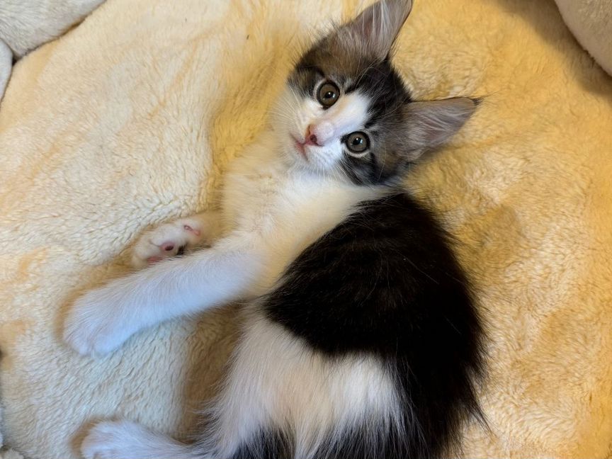 Котик смесь мейкуна