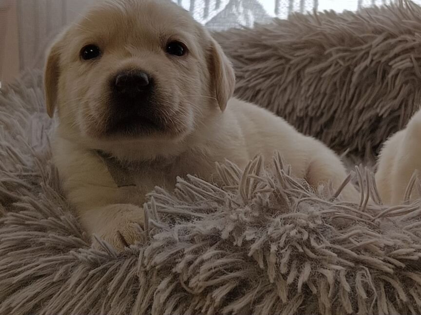 Лабрадорята