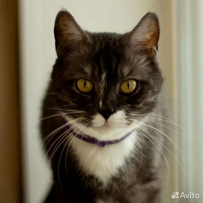 Элегантная уравновешенная кошечка Дуся в дар