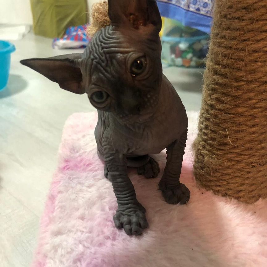 Сфинкс девочка котенок