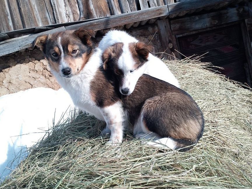 Отдам в хорошие руки