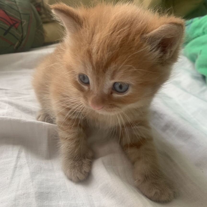 Котята от британской кошечки