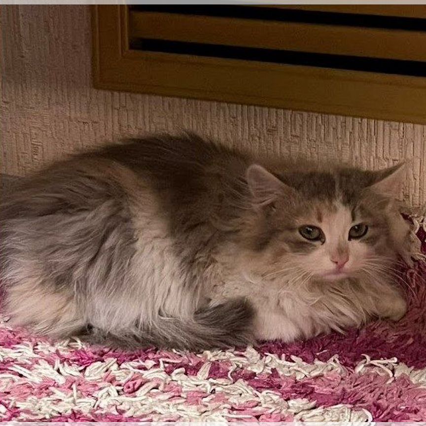 Котёнок от частного владельца