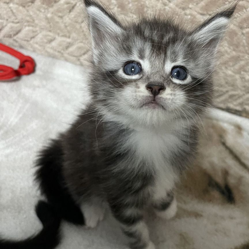 Мейн-кун котёнок