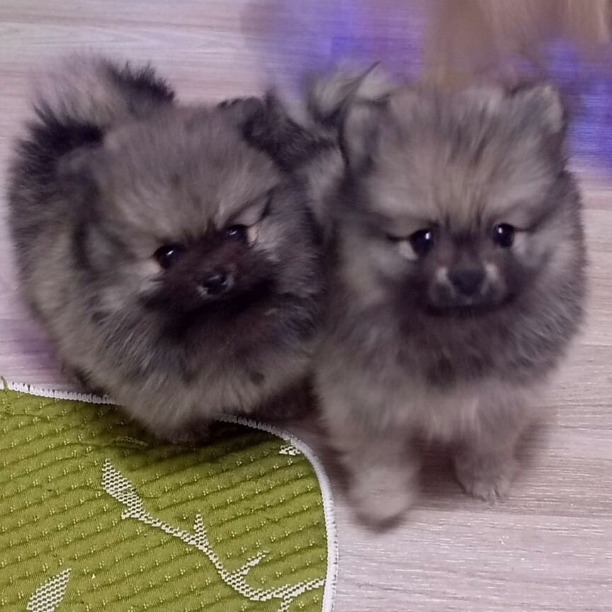 Померанский шпиц