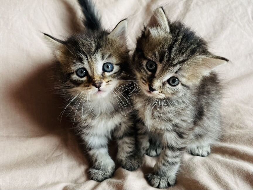 Котятки