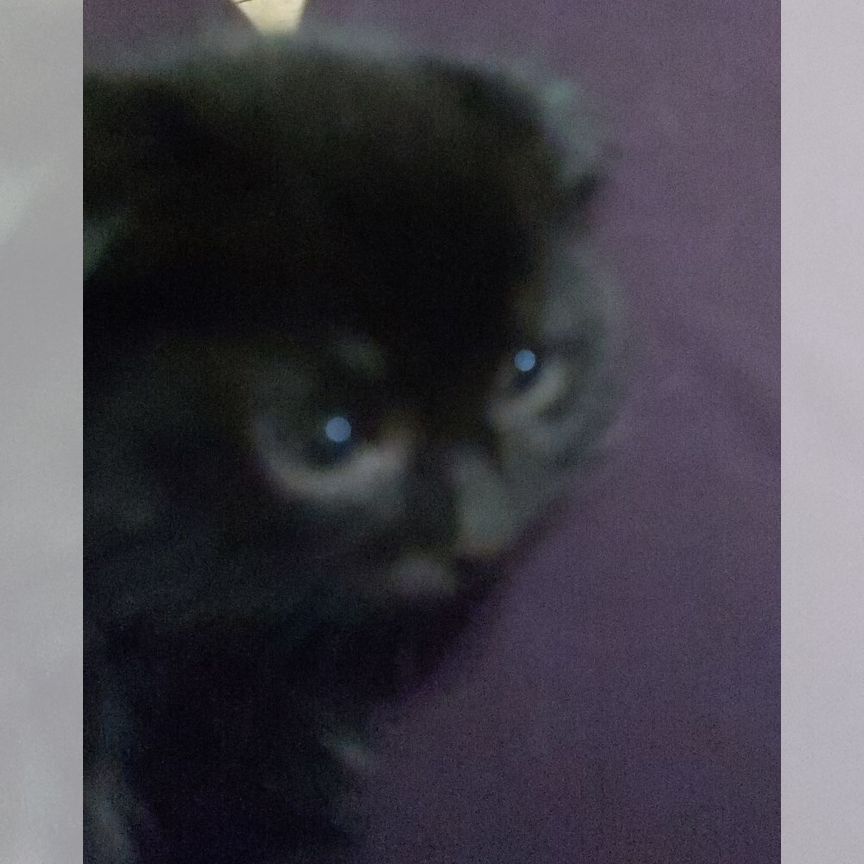 Шотландский вислоухий короткошёрстный котёнок