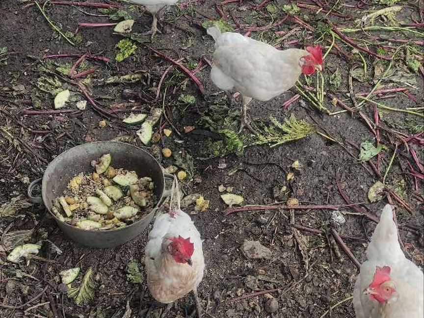 Куры несушки продам