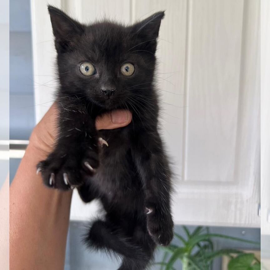 Котенок