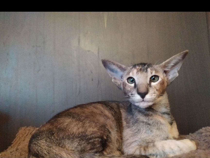 Ориентальная в добрые руки