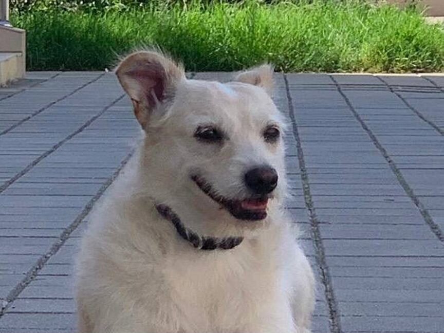 Маленькая швейцарская овчарка в добрые руки