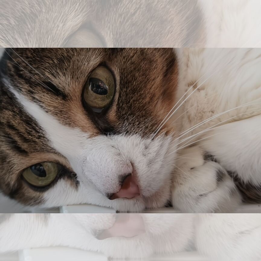 Взрослая кошка в добрые руки