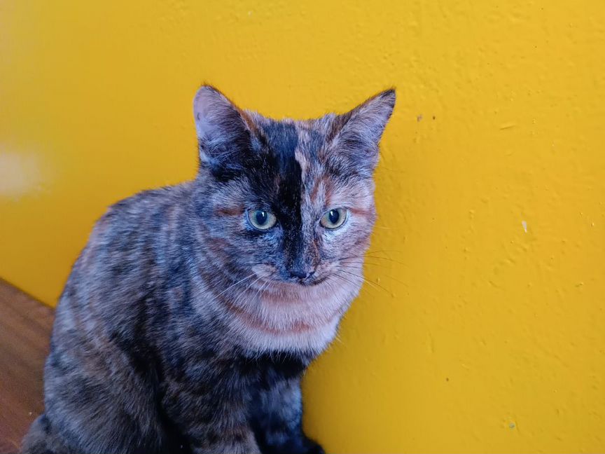 Кошка