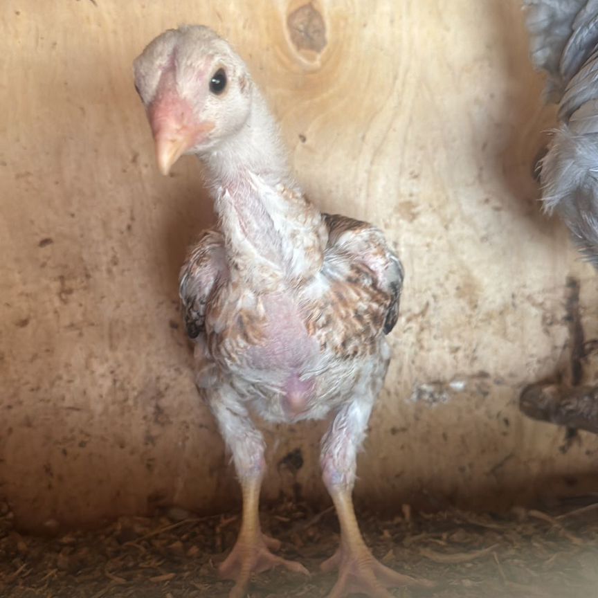 Дакан Турецкий птенец