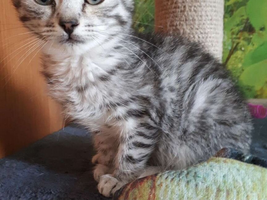 Котенок девочка В дар