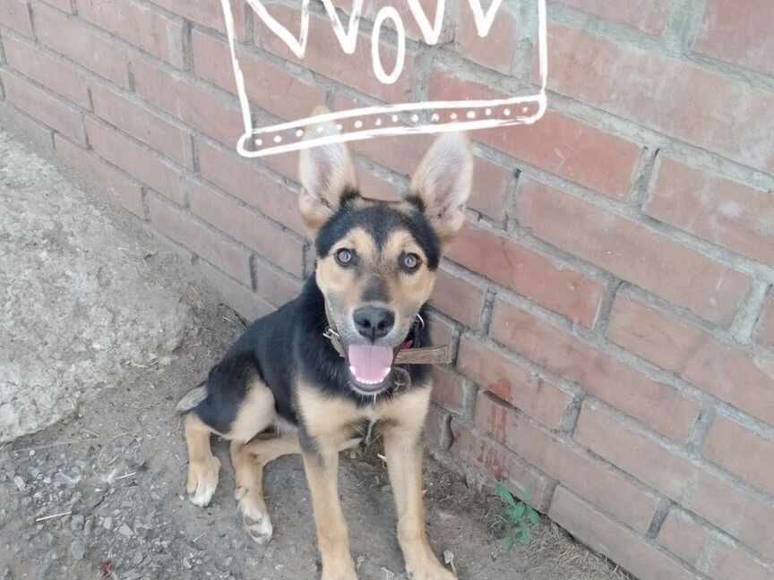 Мика из приюта