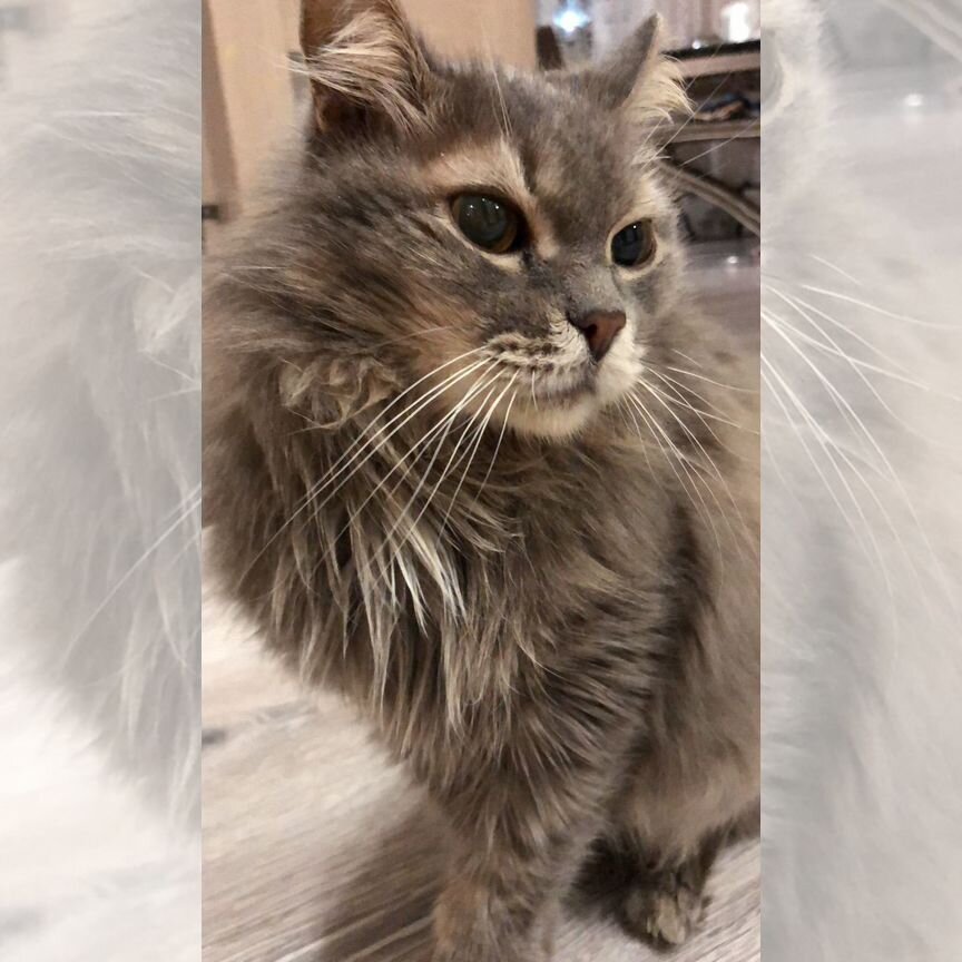 Сибирский, взрослый кот