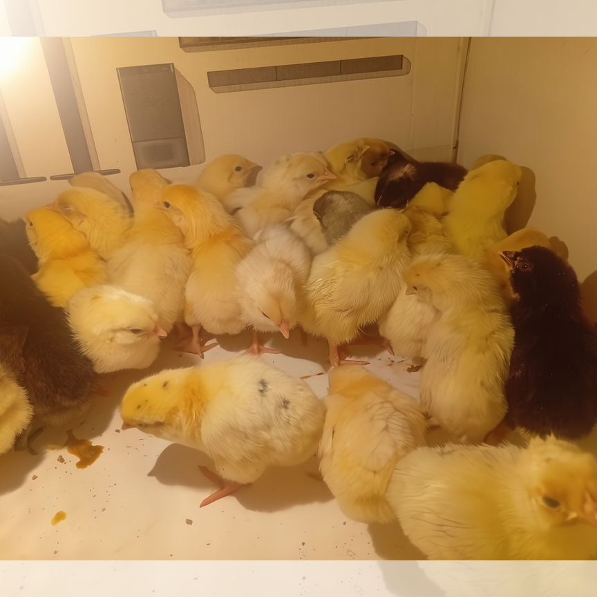 Цыплята несушки