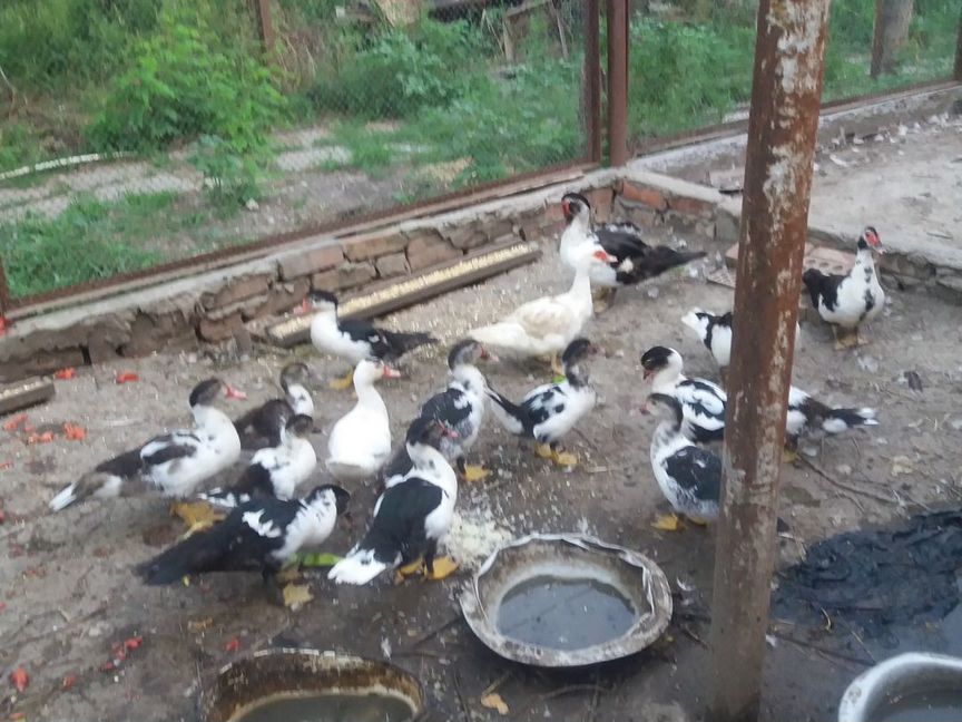 Продаю подросших утят