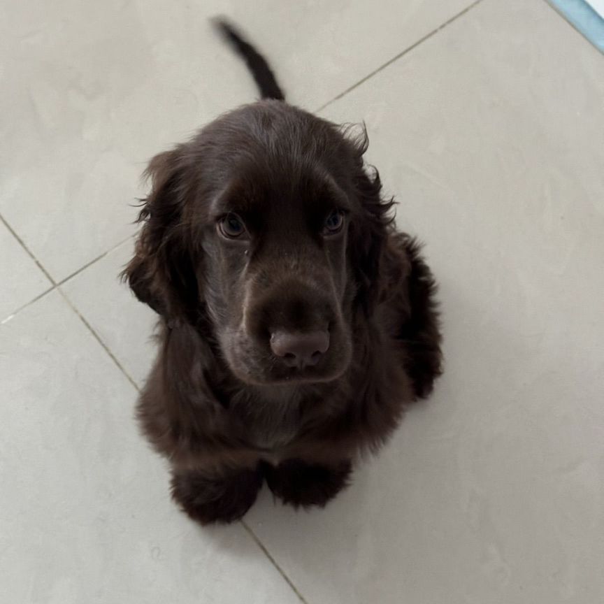 Английский кокер спаниель шоколадный