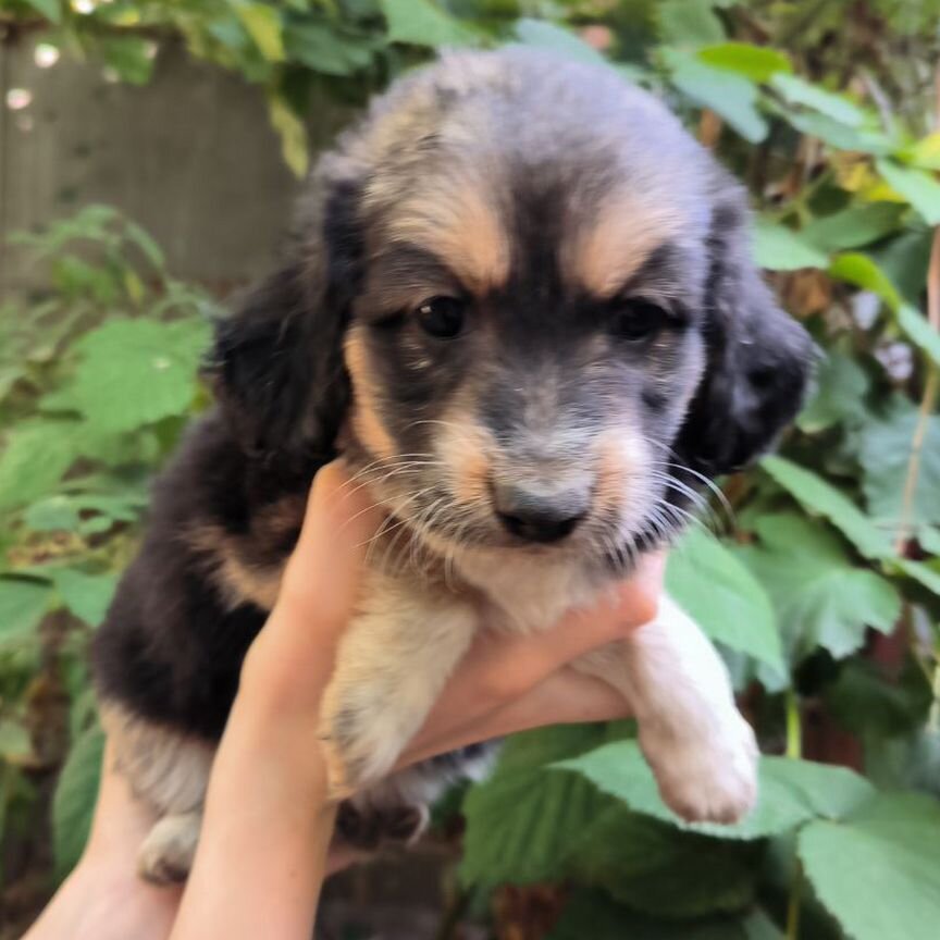 Эстонская гончая