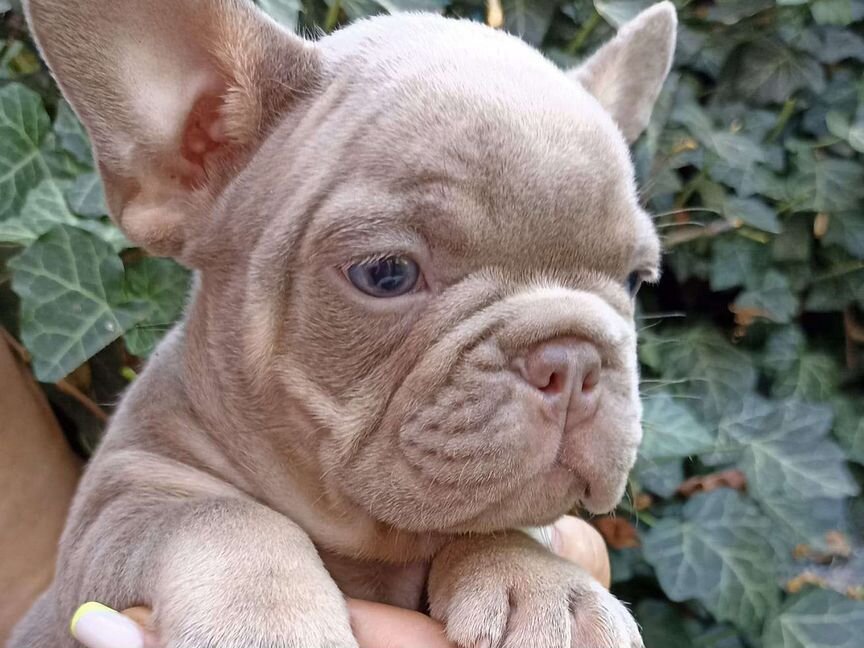 Изабелловые пацаны