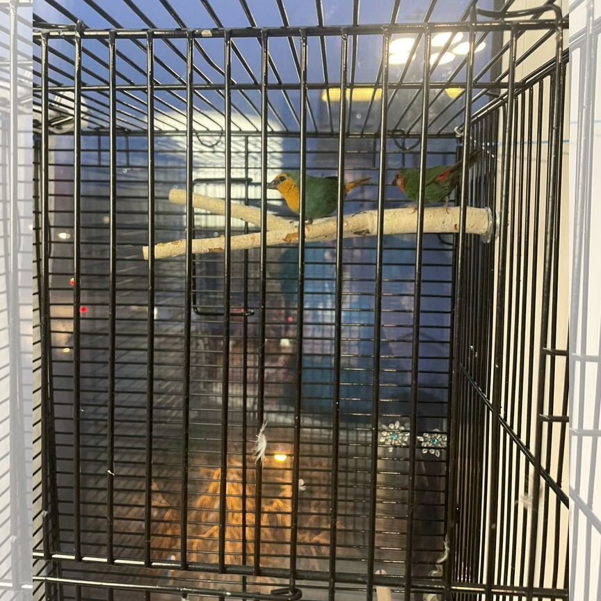 Попугайная амадина два молодых самца