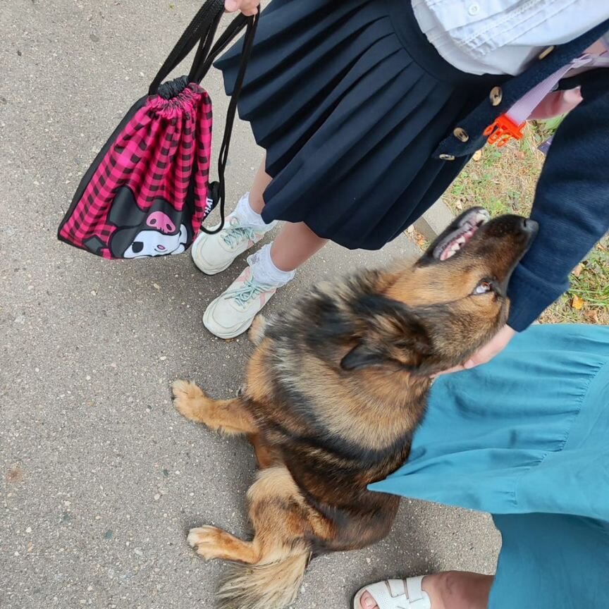 Собака в добрые руки отдам бесплатно