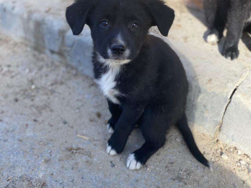 Отдам в добрые руки