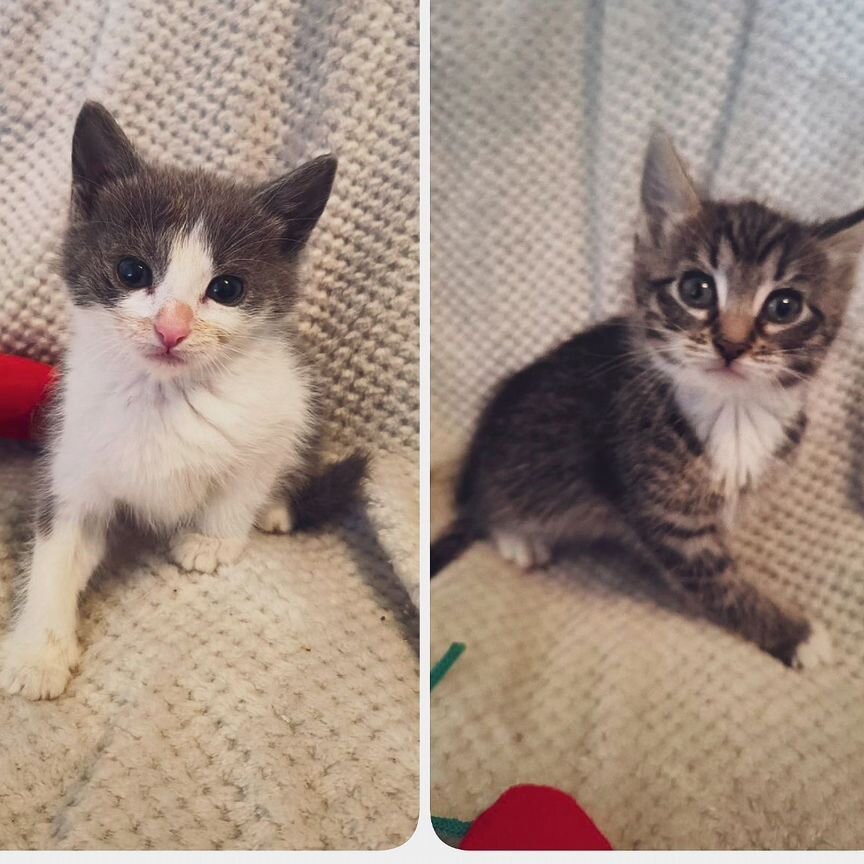 Котята девочки в добрые руки
