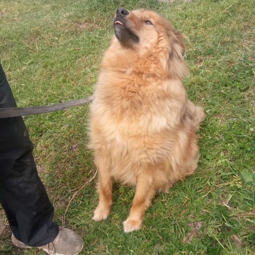 Отдам собаку в добрые руки
