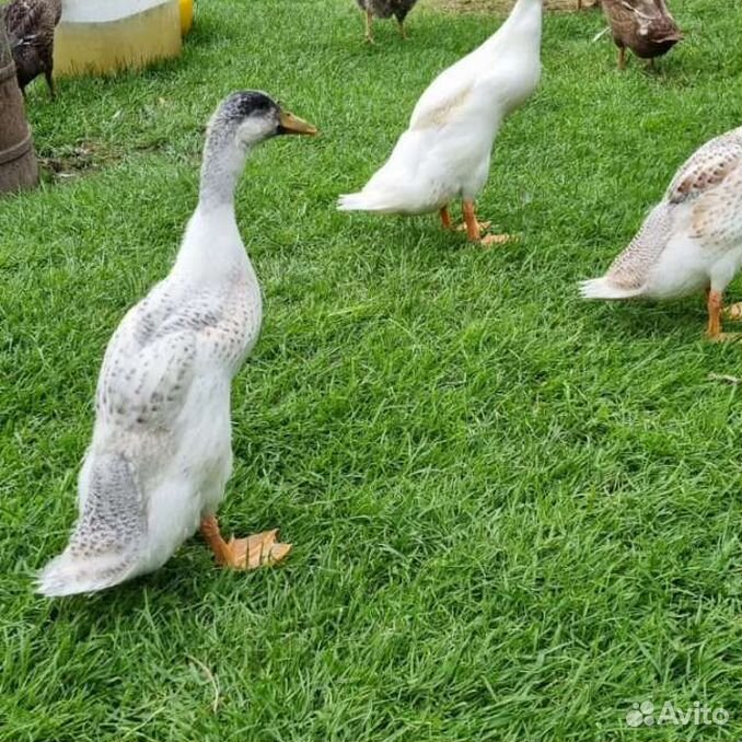 Утки индийский бегунок