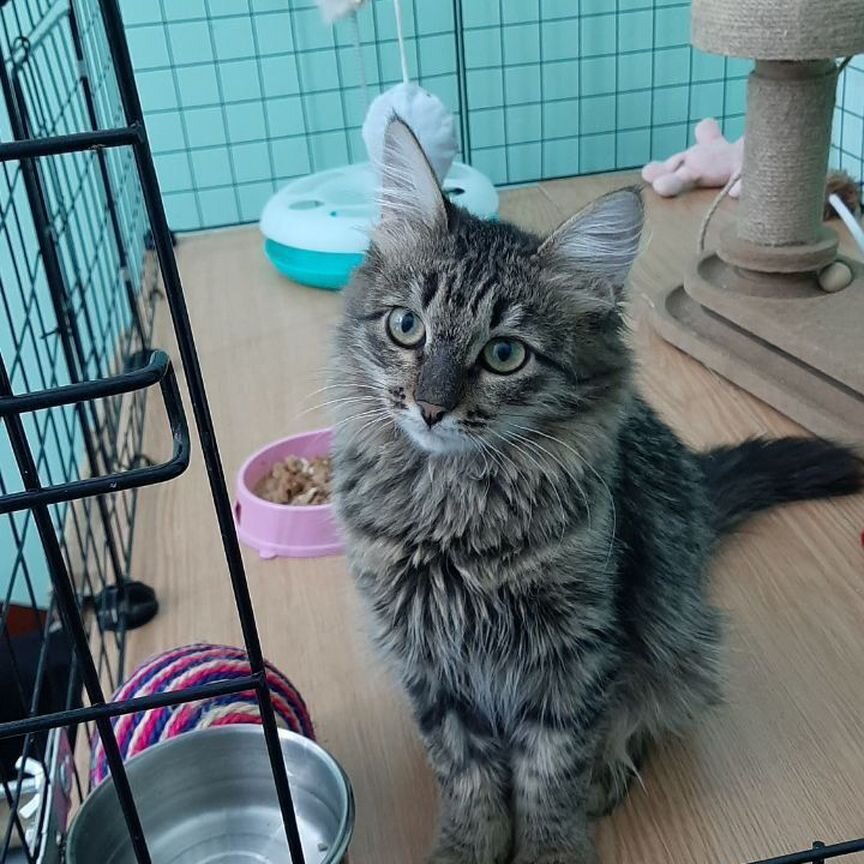 Котята