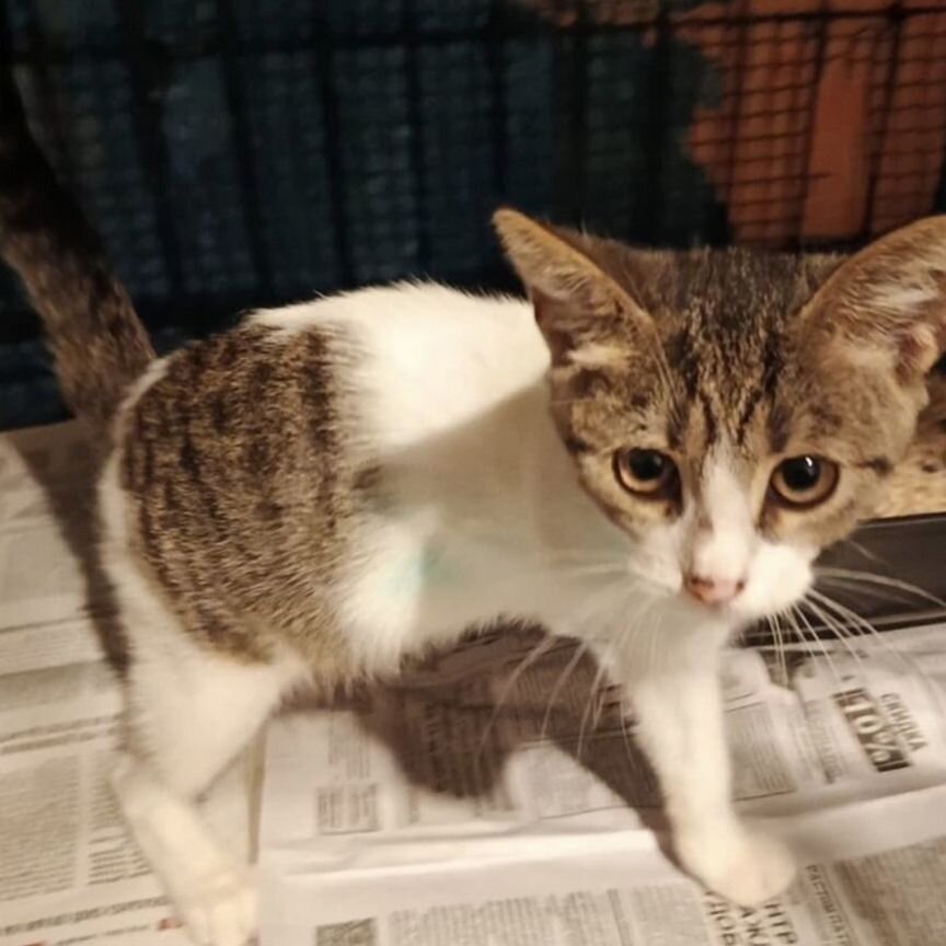 Трехлапый котёнок Филя из приюта