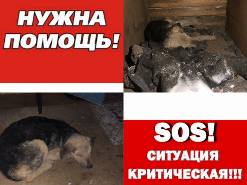 Собака в клинике