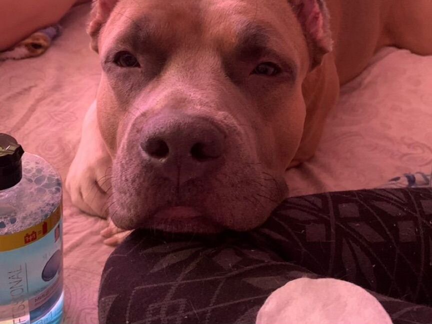 Стаффордширский терьер в добрые руки